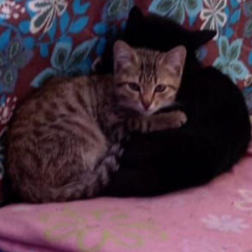 Отдам котенка
