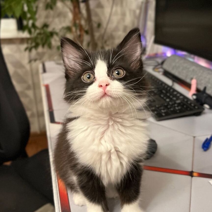 Котенок девочка