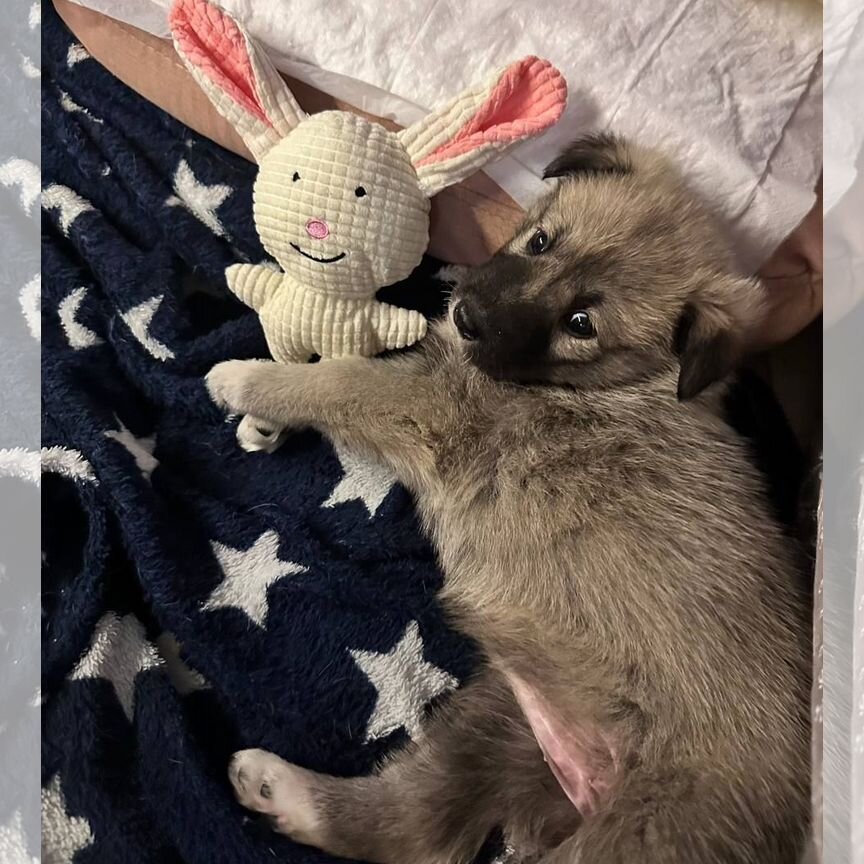 Щенок в добрые руки