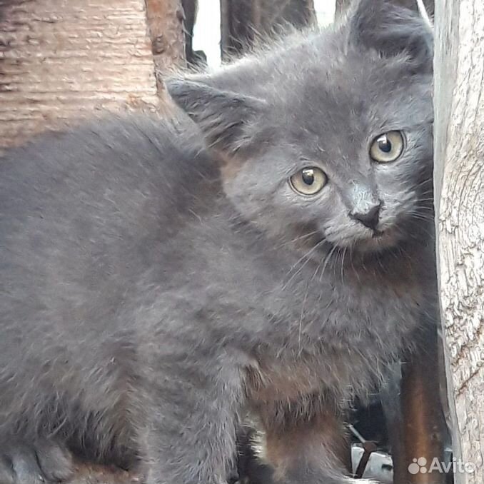 Очень красивый русский голубой котенок ищет дом