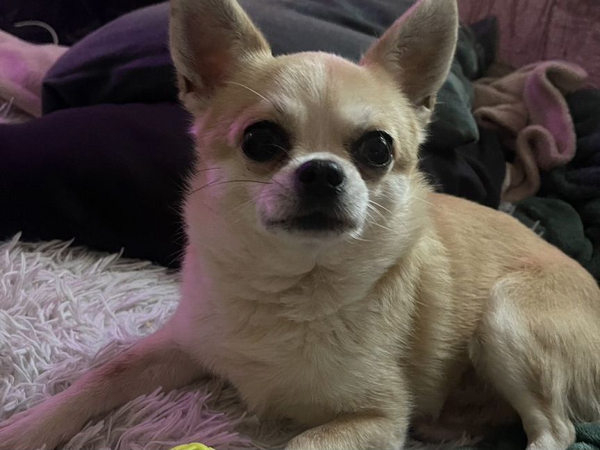 Мальчик Чихуа на вязку