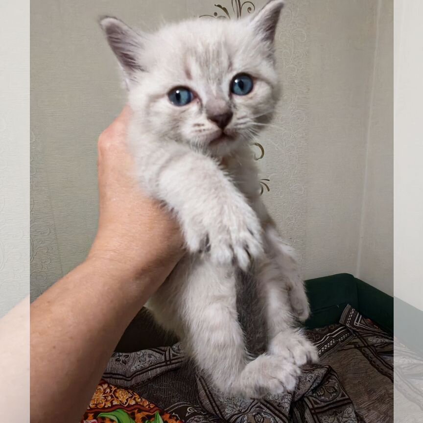 Невский маскарадный котёнок