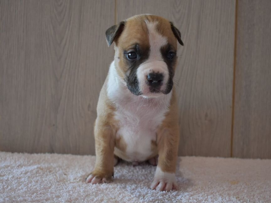 Мальчики и девочки американского стаффордшира