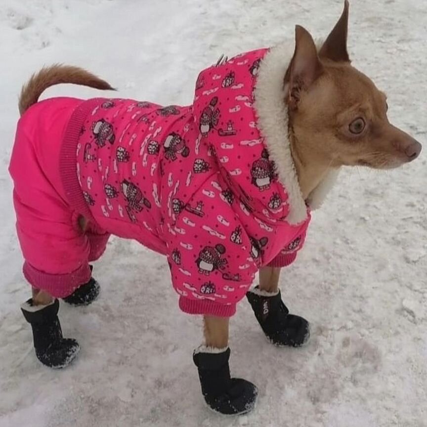 Одежда для собак