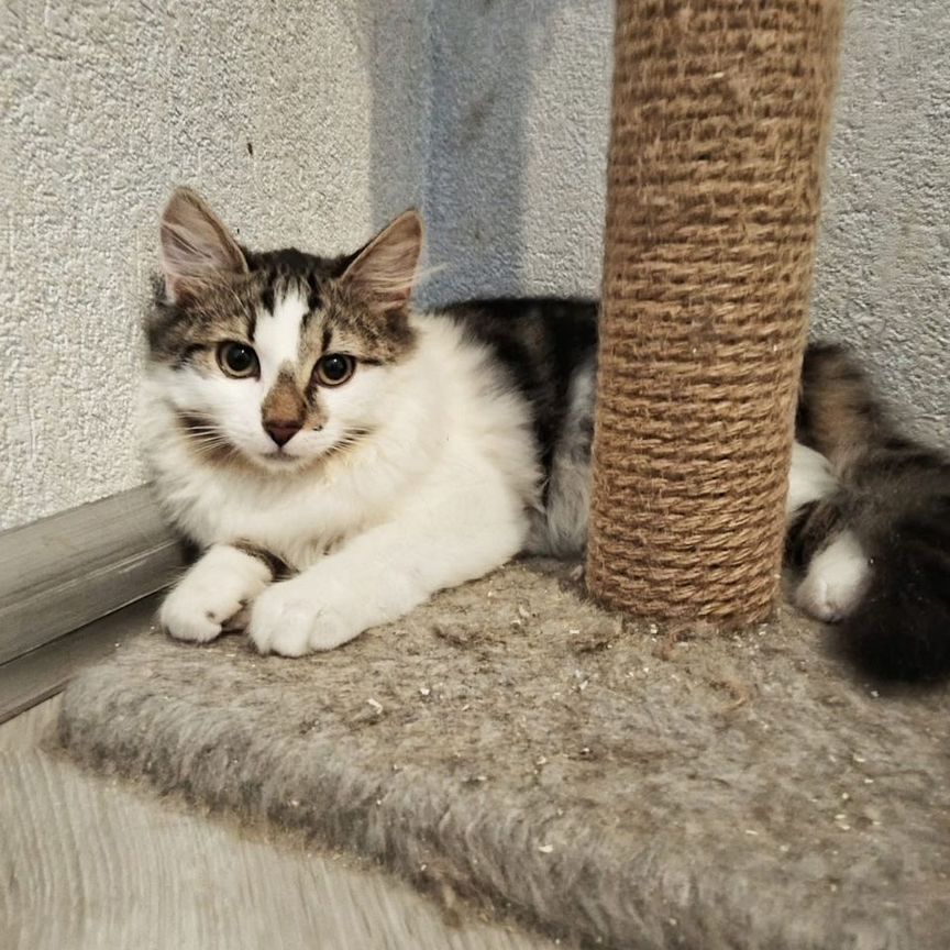 Котёнок Рональд