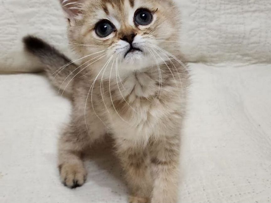 Шотландские котики