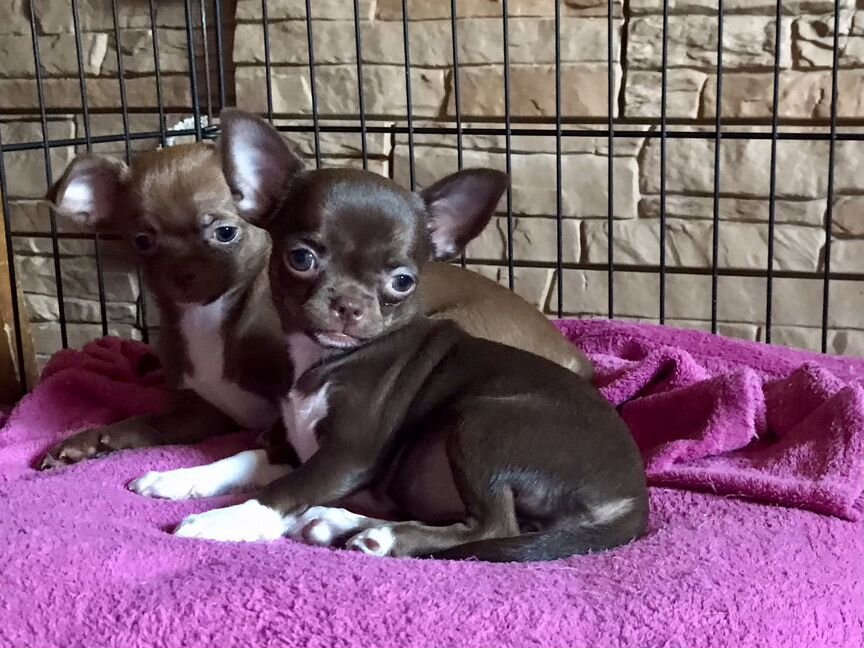 Девочка шоколадочка в Липецке