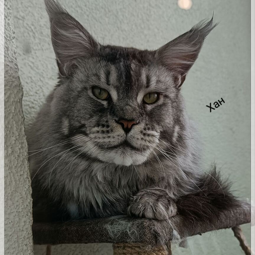 Мейн-кун, взрослый кот