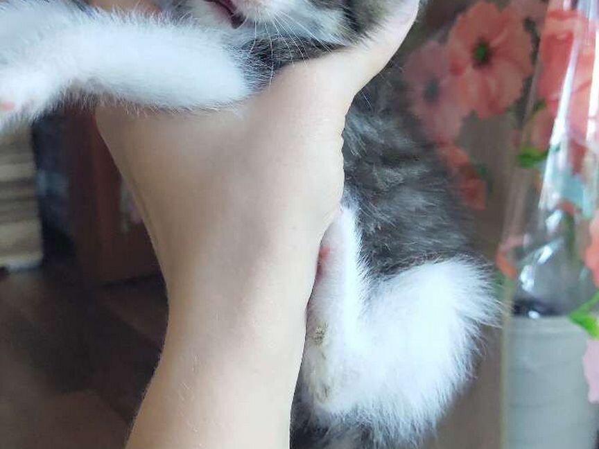 Котенок