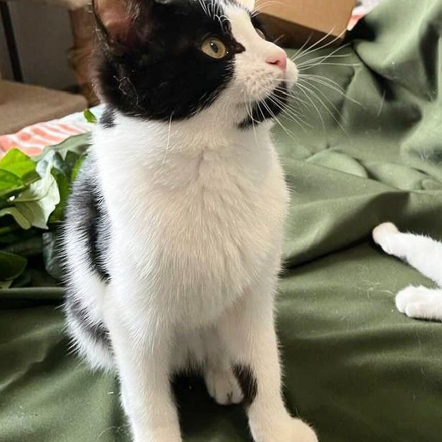 Котенок девочка 3 месяца