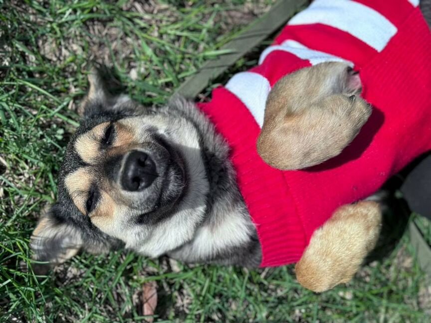 Нежная Тутси в добрые руки