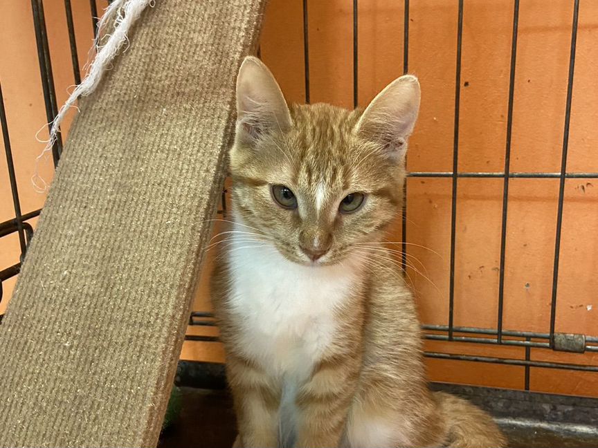 Котенок в добрые руки