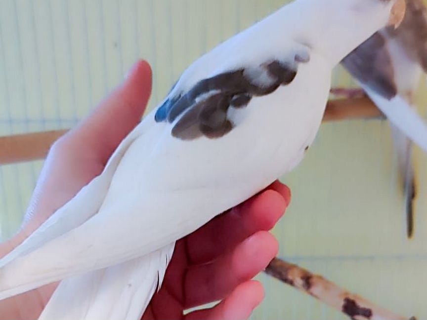 Попугай кореллы (безщекии)