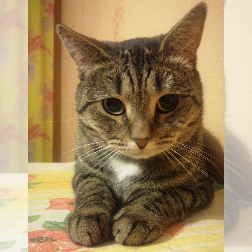 Взрослый кот в добрые руки