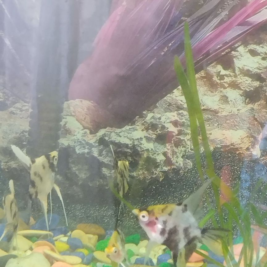 Молодь скалярии