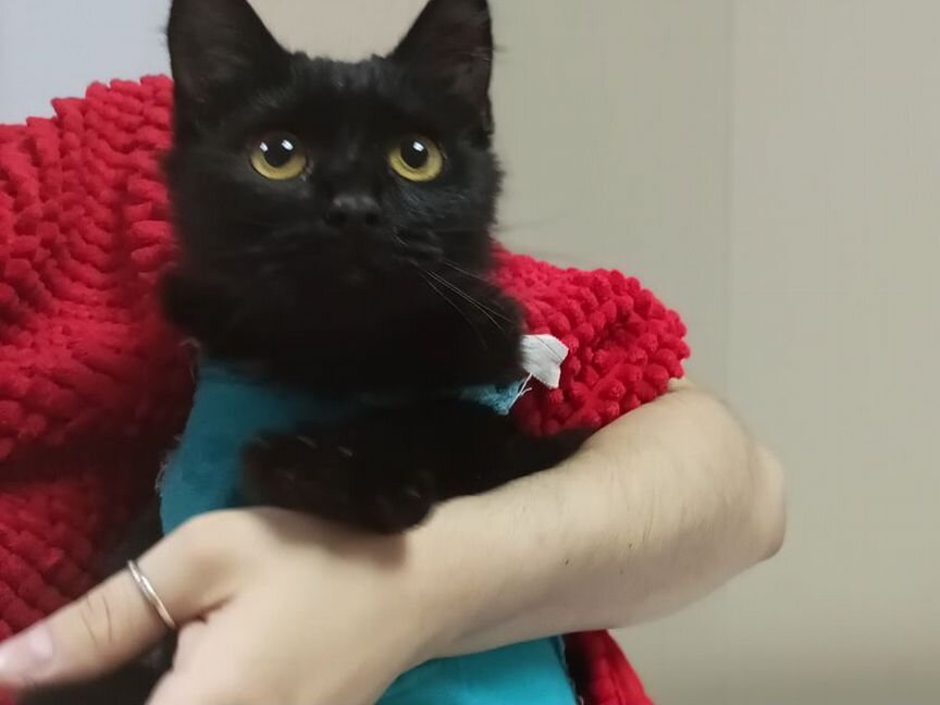 Кошка в добрые руки