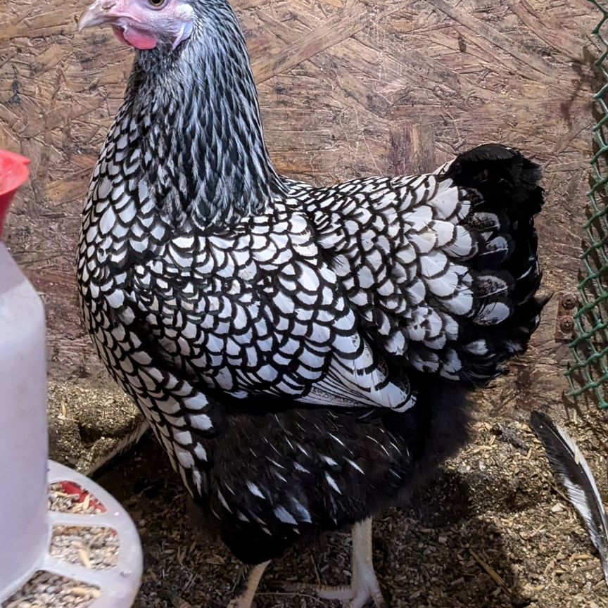 Виандот серебро семья