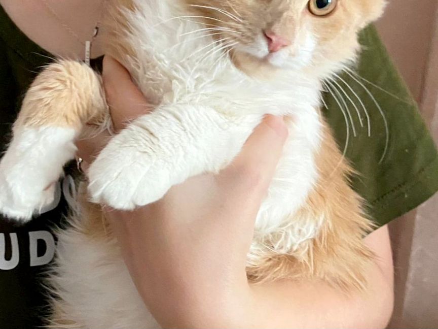 Персиковый котенок 6 мес