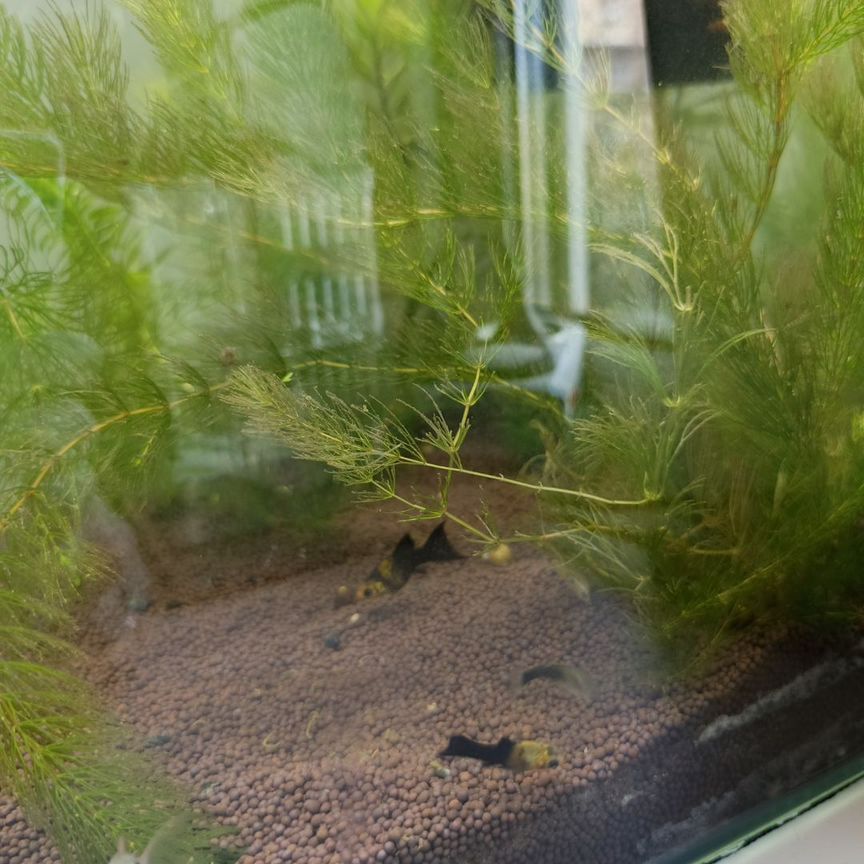 Моллинезия