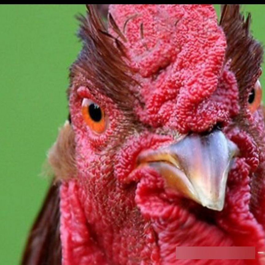 Отдам Петуха