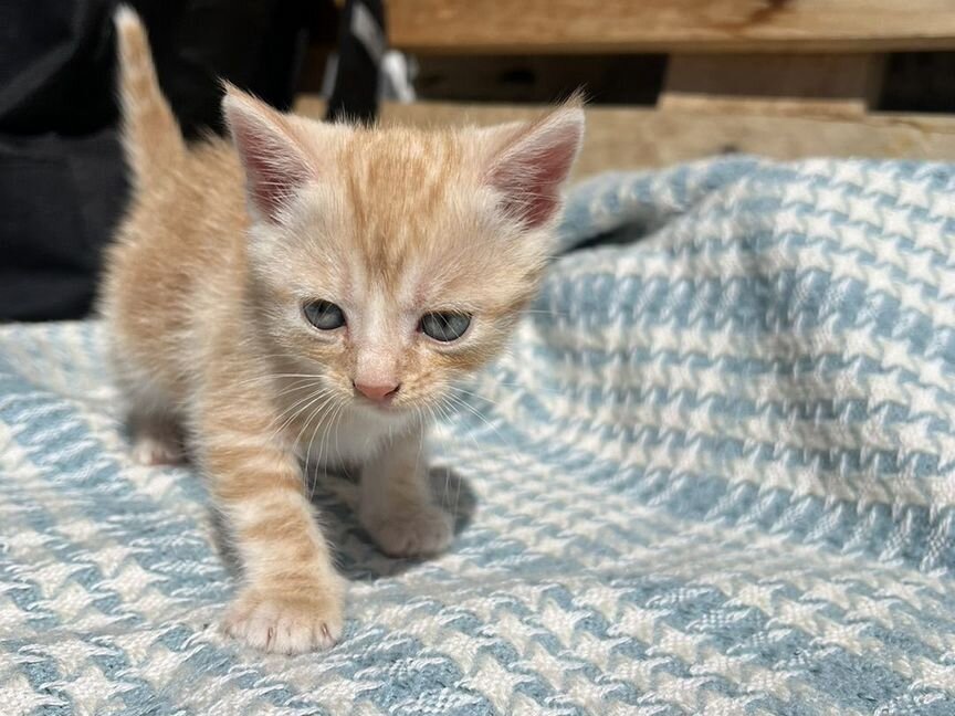 Рыжий котёнок
