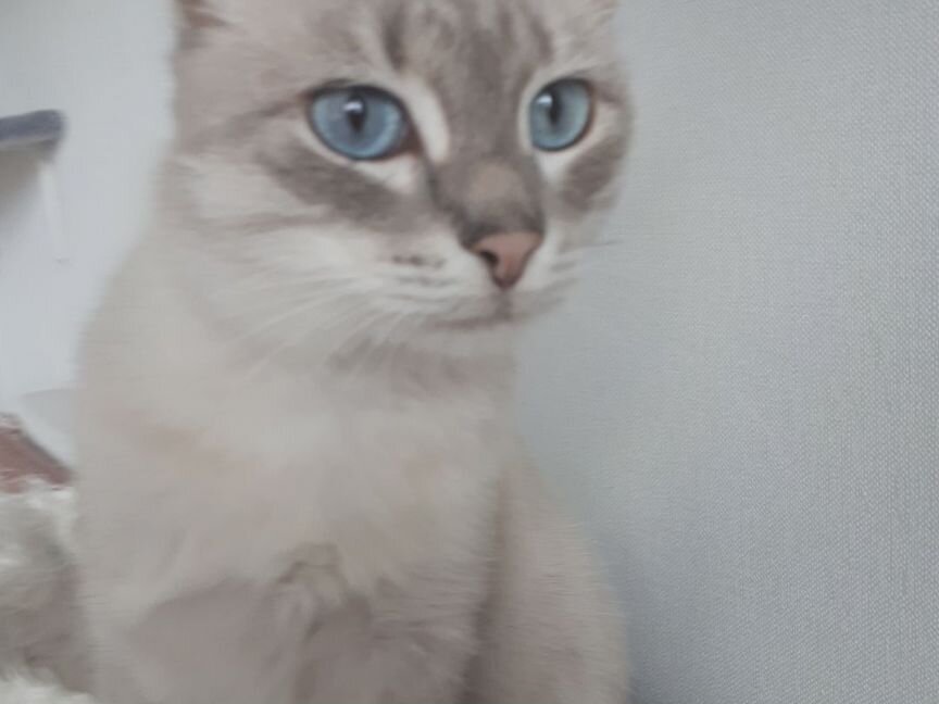 Кот