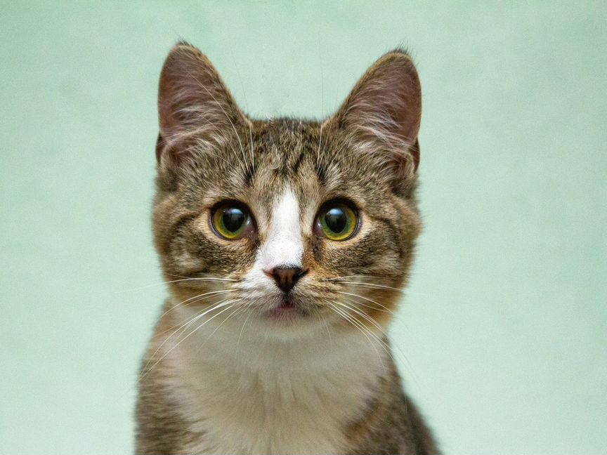 Котенок Лунав добрые руки