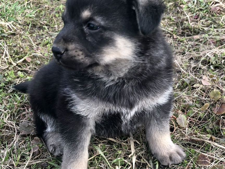 Маленький щеночек