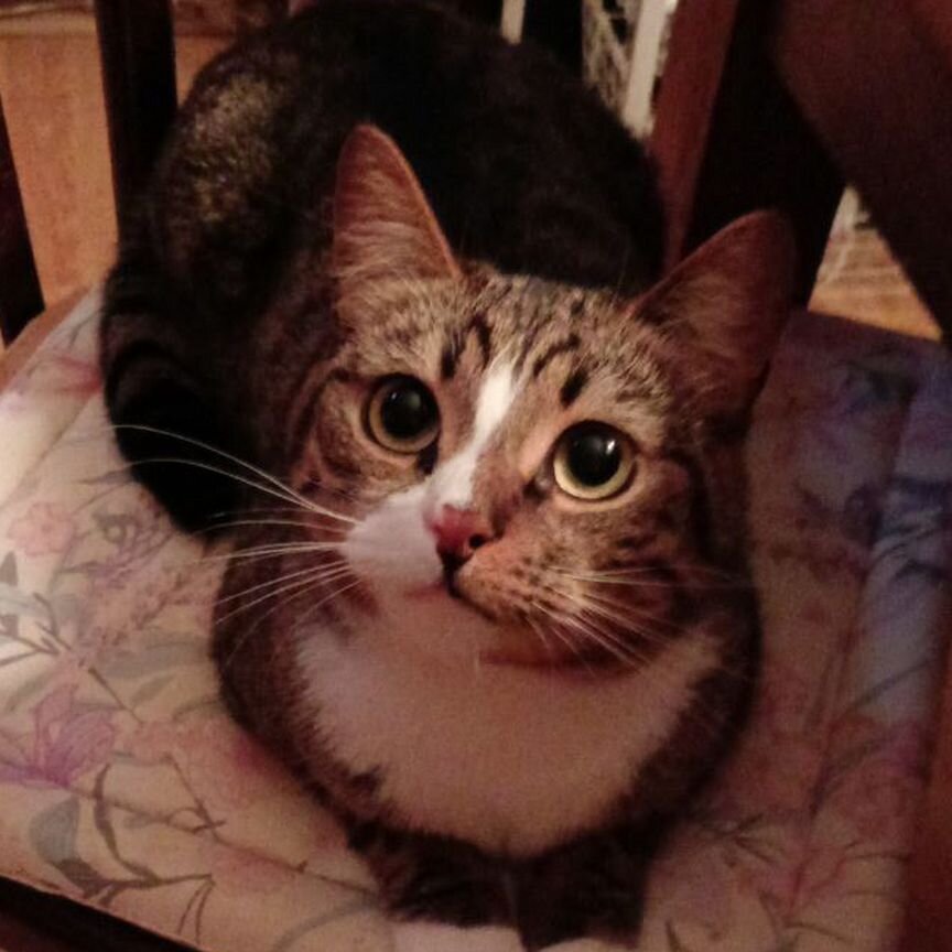Котята в добрые руки бесплатно