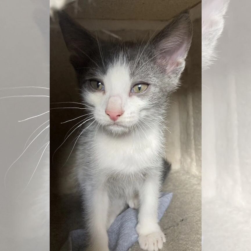 Котёнок в добрые руки