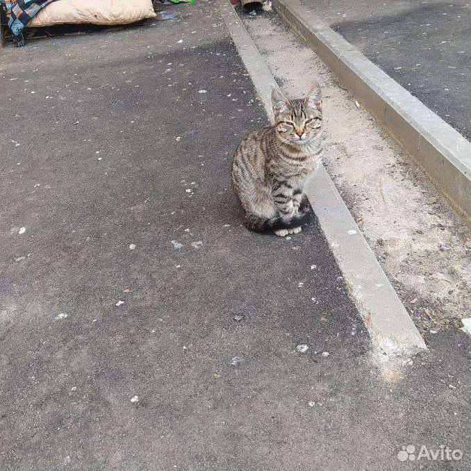 Благородный котик