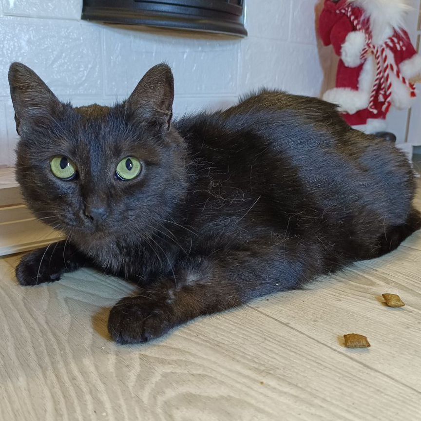 Взрослая, кошка в добрые руки