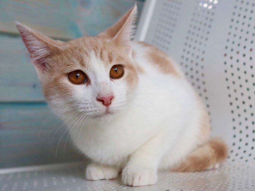 Котенок в добрые руки бесплатно