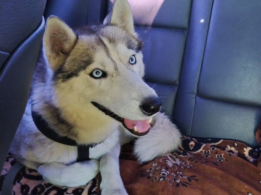Сибирский хаски