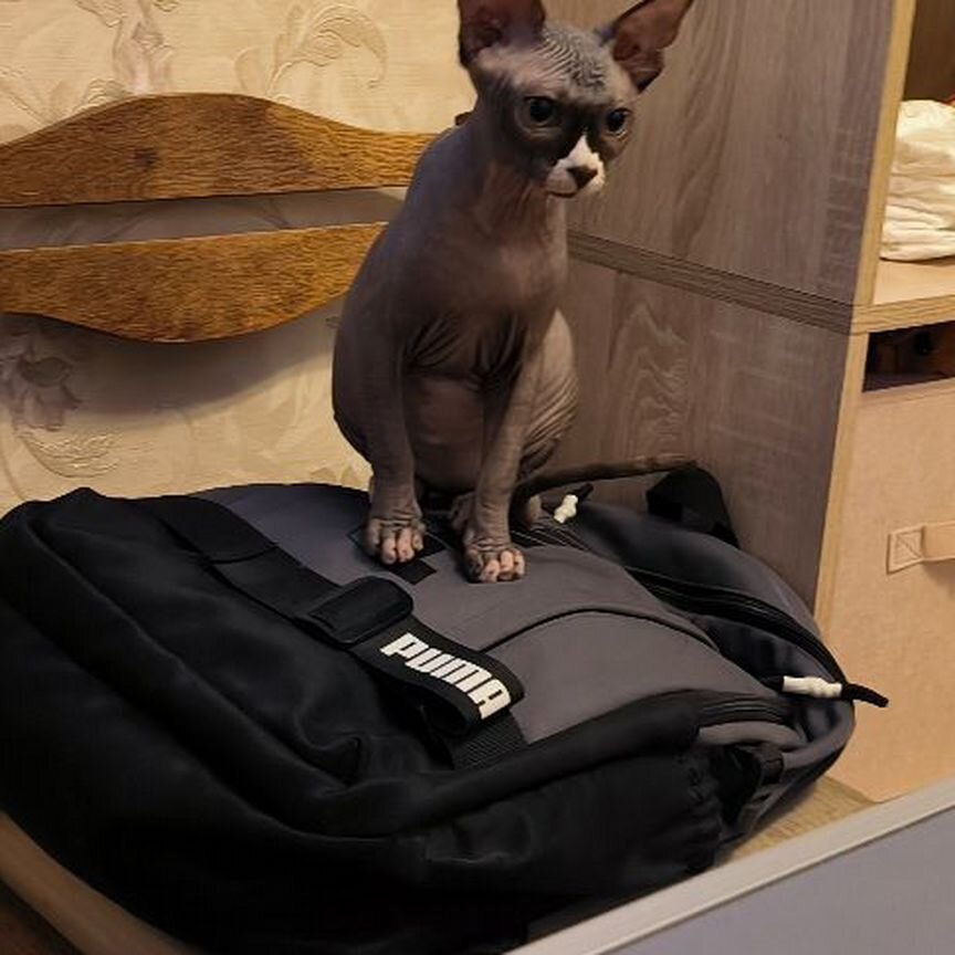 Канадский сфинкс котёнок