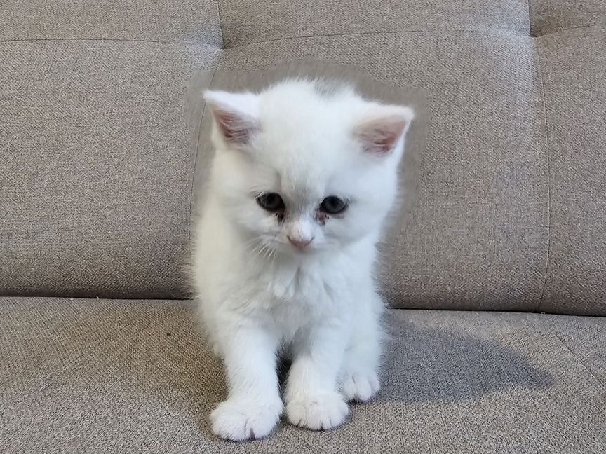 Котята от экзота и сфинкса