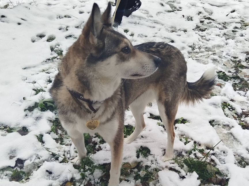 Собаке нужен человек