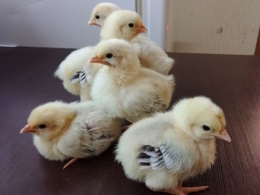 Петушки Доминант подрощенные