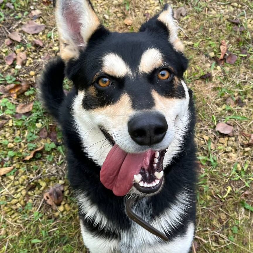 Федя ищет дом