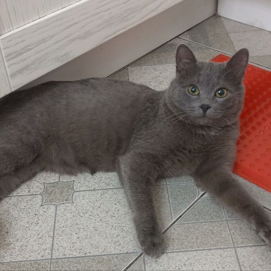 Котята в добрые руки типаж русская голубая