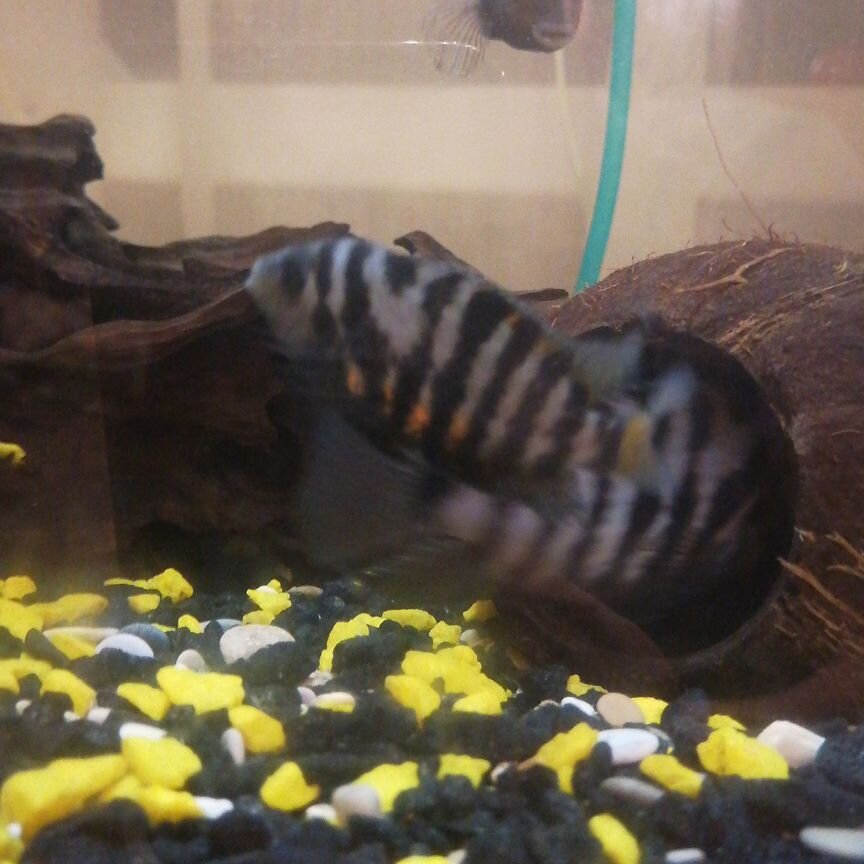 Цихлазома чернополосая