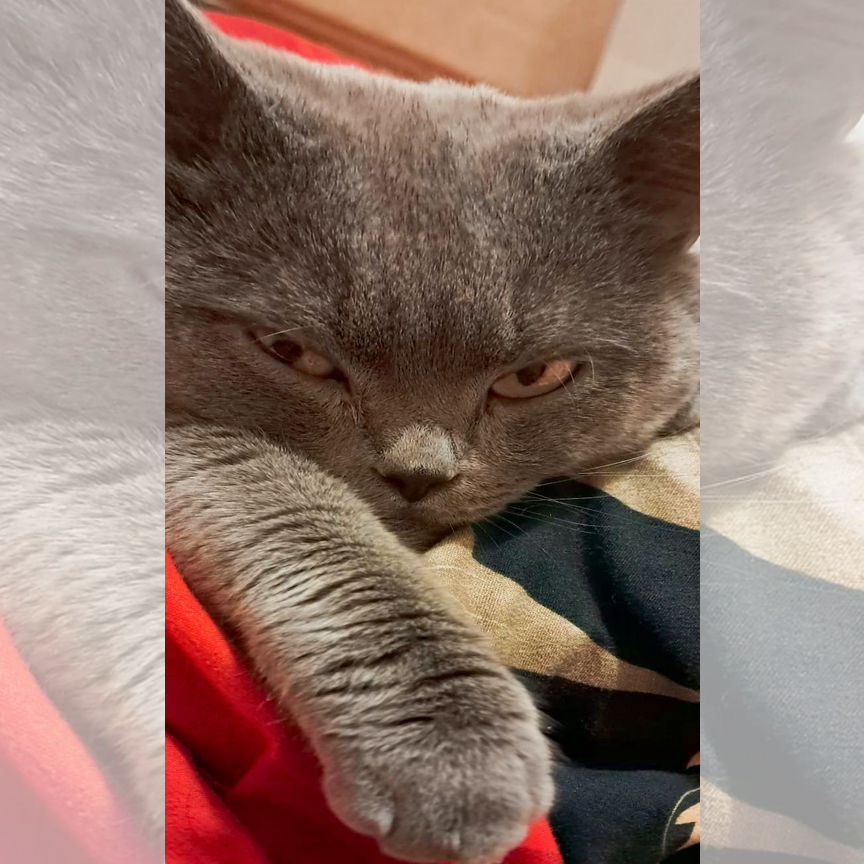 Отдам британского кота в добрые руки