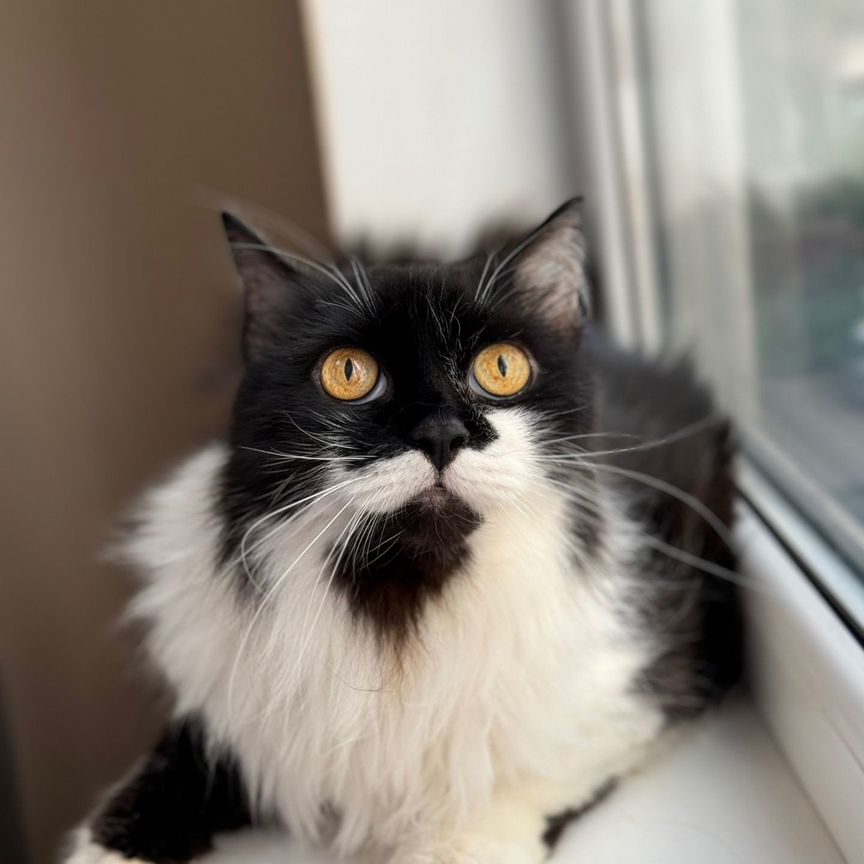 Кот в добрые руки Нижний Новгород