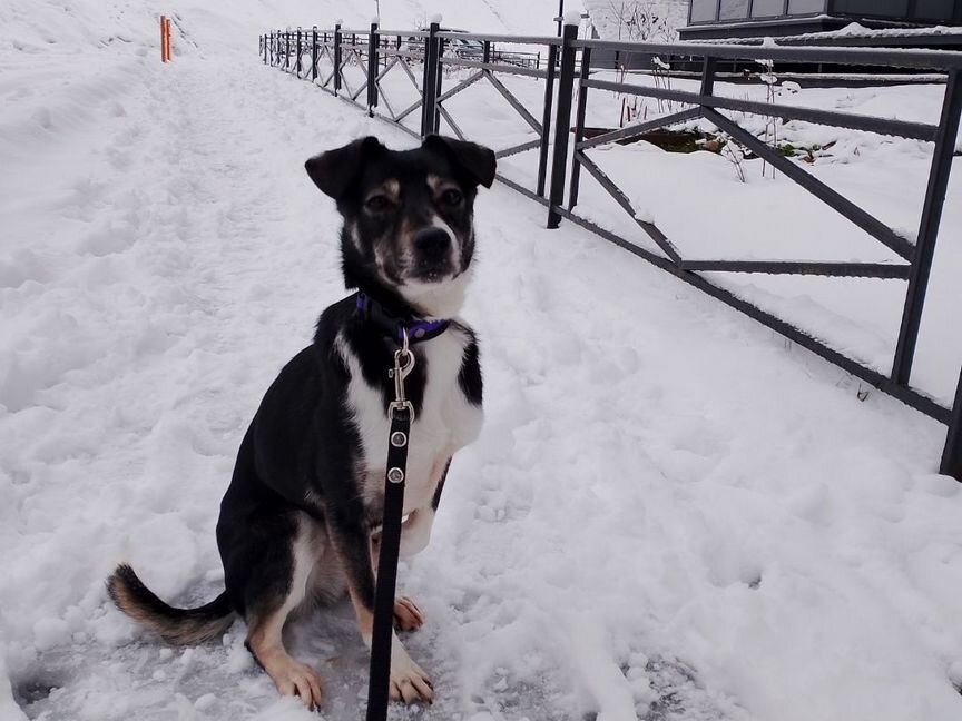 Умная Герти