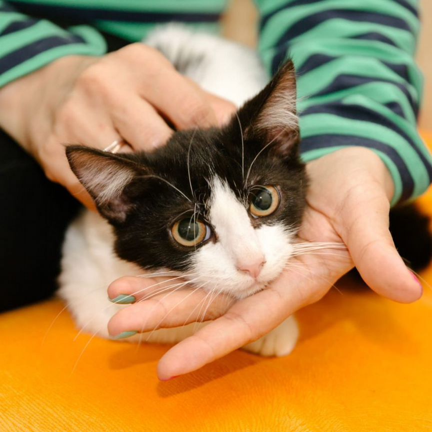 Котёнок с очень живой мимикой