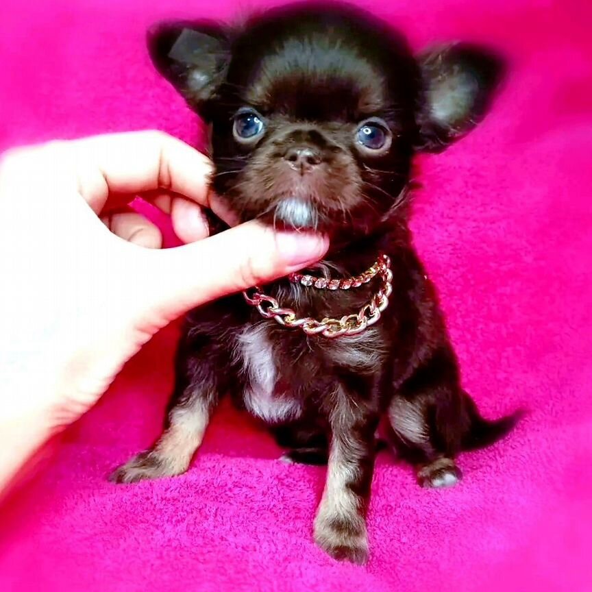 Чихуахуа, щенок