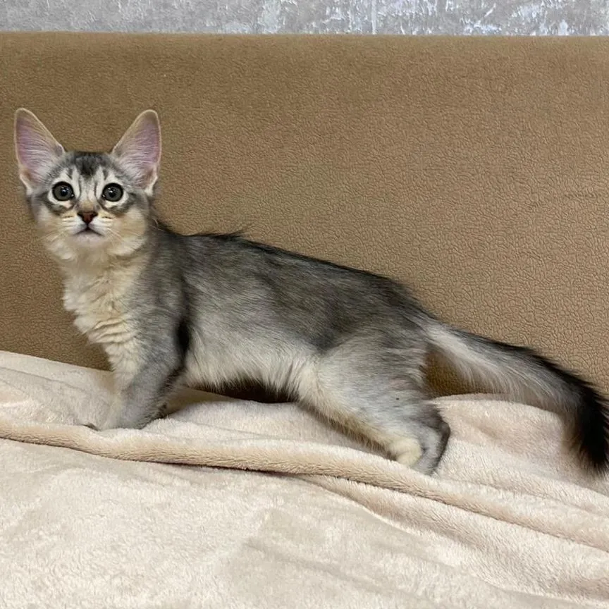 Сомалийские котята