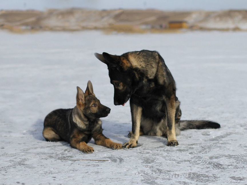 Здоровые щенки чепрачных немецких овчарок