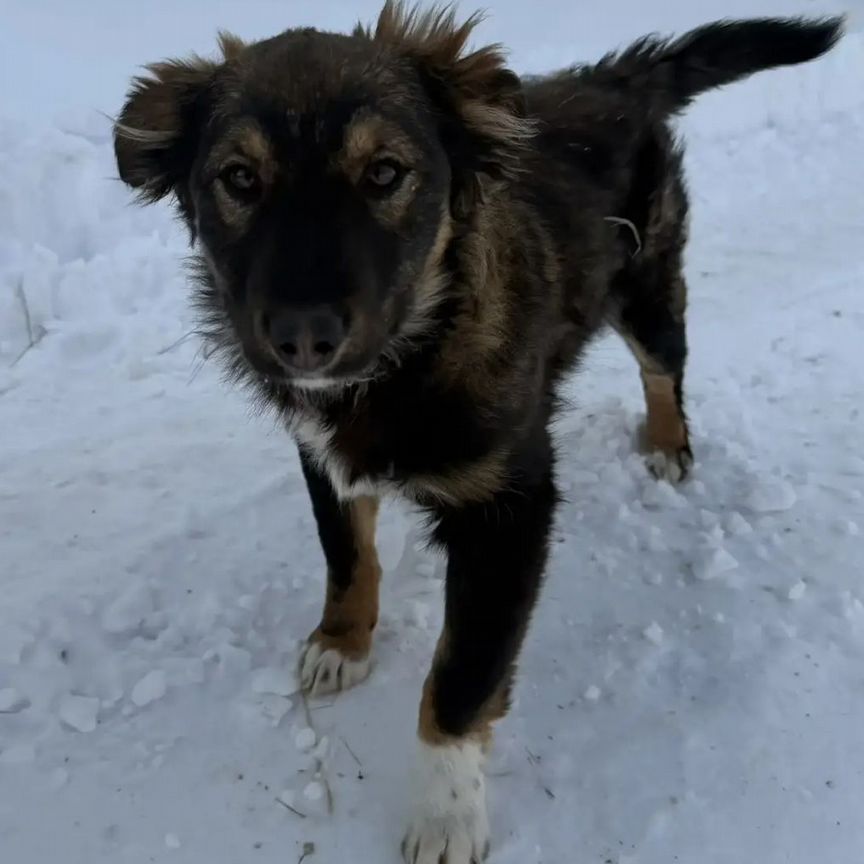 Немецкая овчарка, щенок