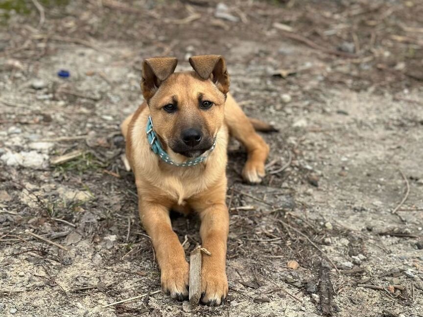 Славная девочка ищет дом